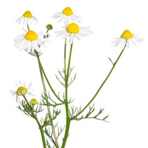 Chamomile Leaf Extract 1093 | MakingCosmetics