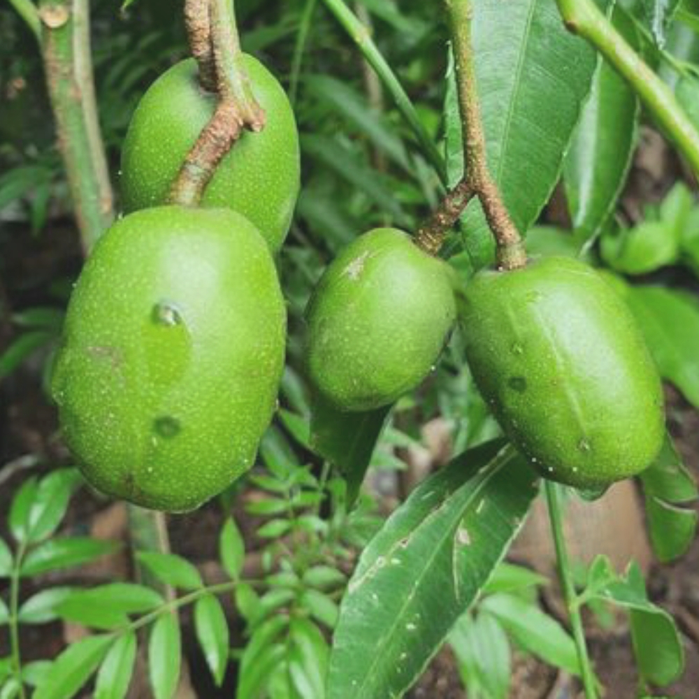 Lentil Extract, Skin-softening, humectant | MakingCosmetics