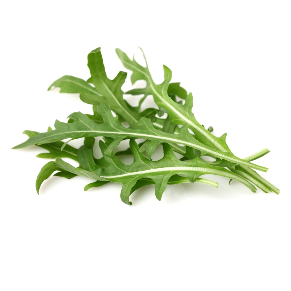 Arugula Leaf Extract 1620 | MakingCosmetics