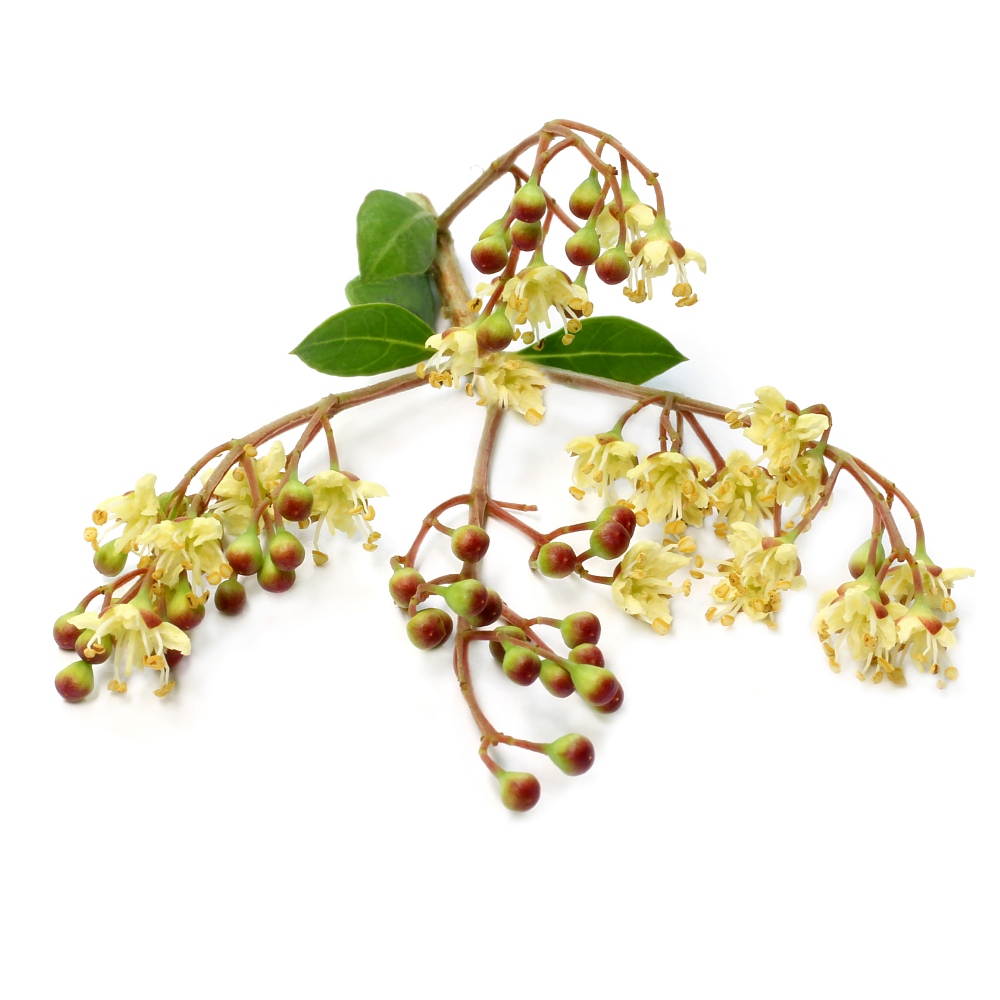 Henna Extract | MakingCosmetics