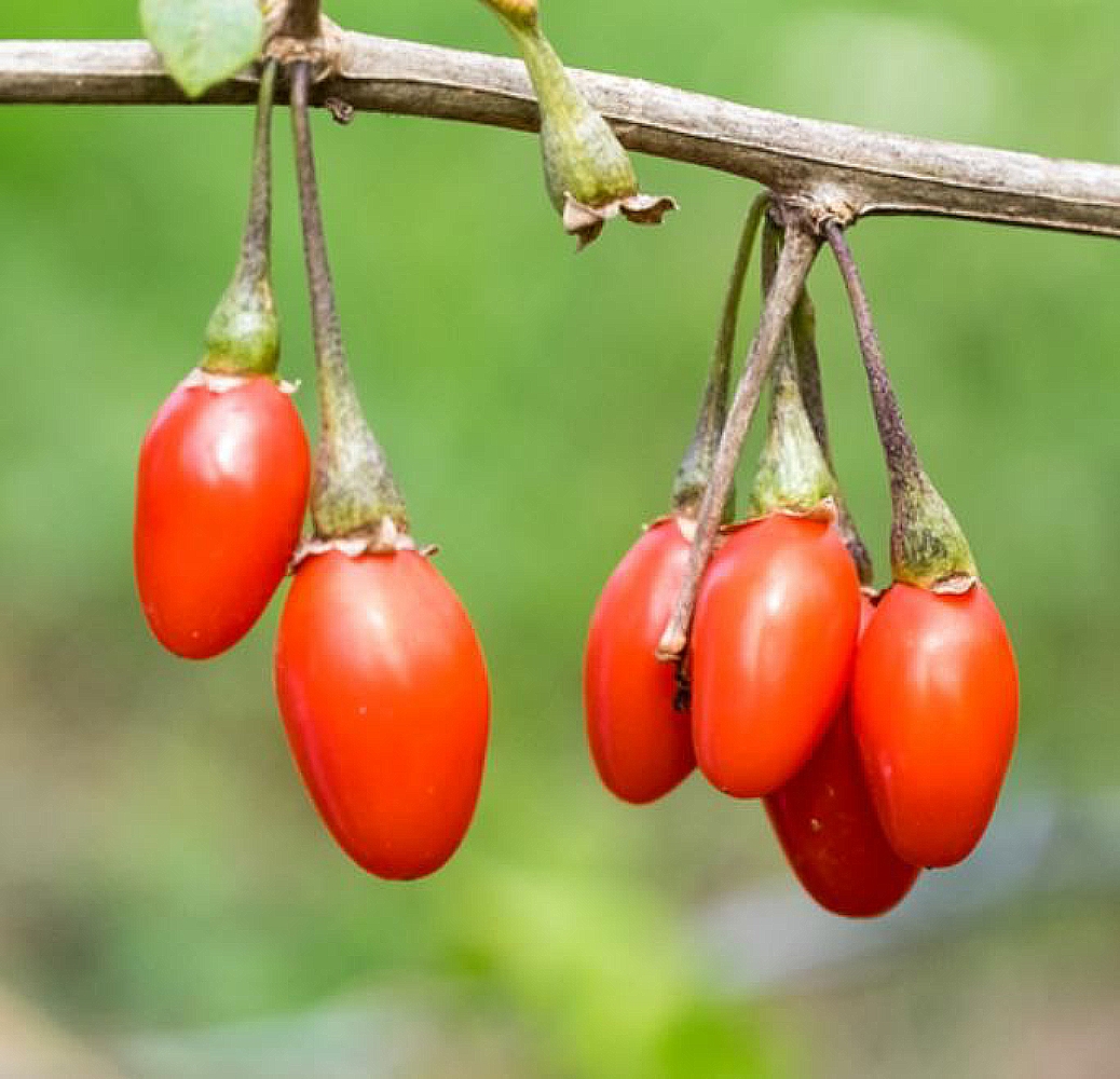 Lycii Berry Extract | MakingCosmetics