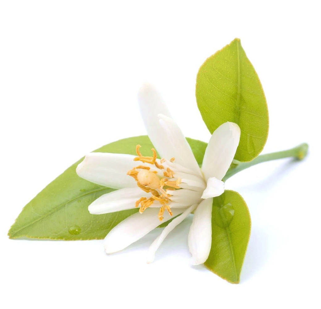 Neroli Hydrosol | MakingCosmetics