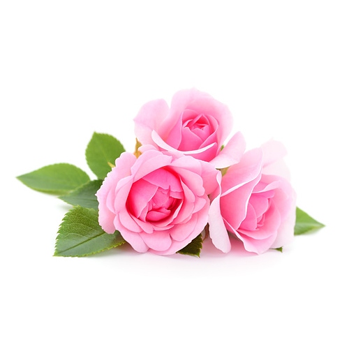 Rose Flower Extract 588 | MakingCosmetics