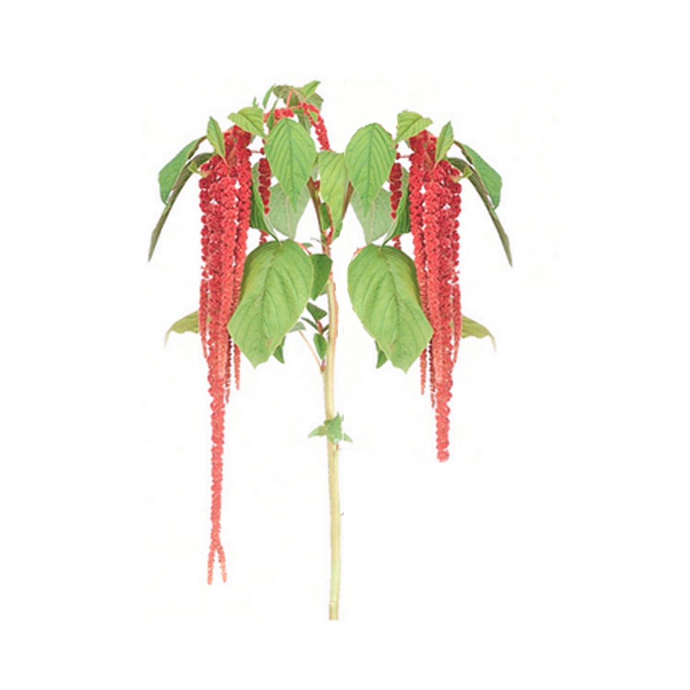 Natural Amaranthus Peptide1433 | MakingCosmetics