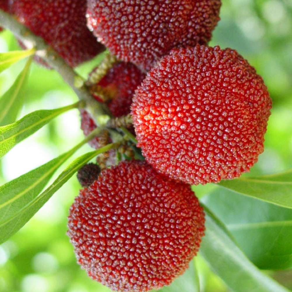 Bakuchi Fruit Extract, Antioxidant, anti-aging | MakingCosmetics